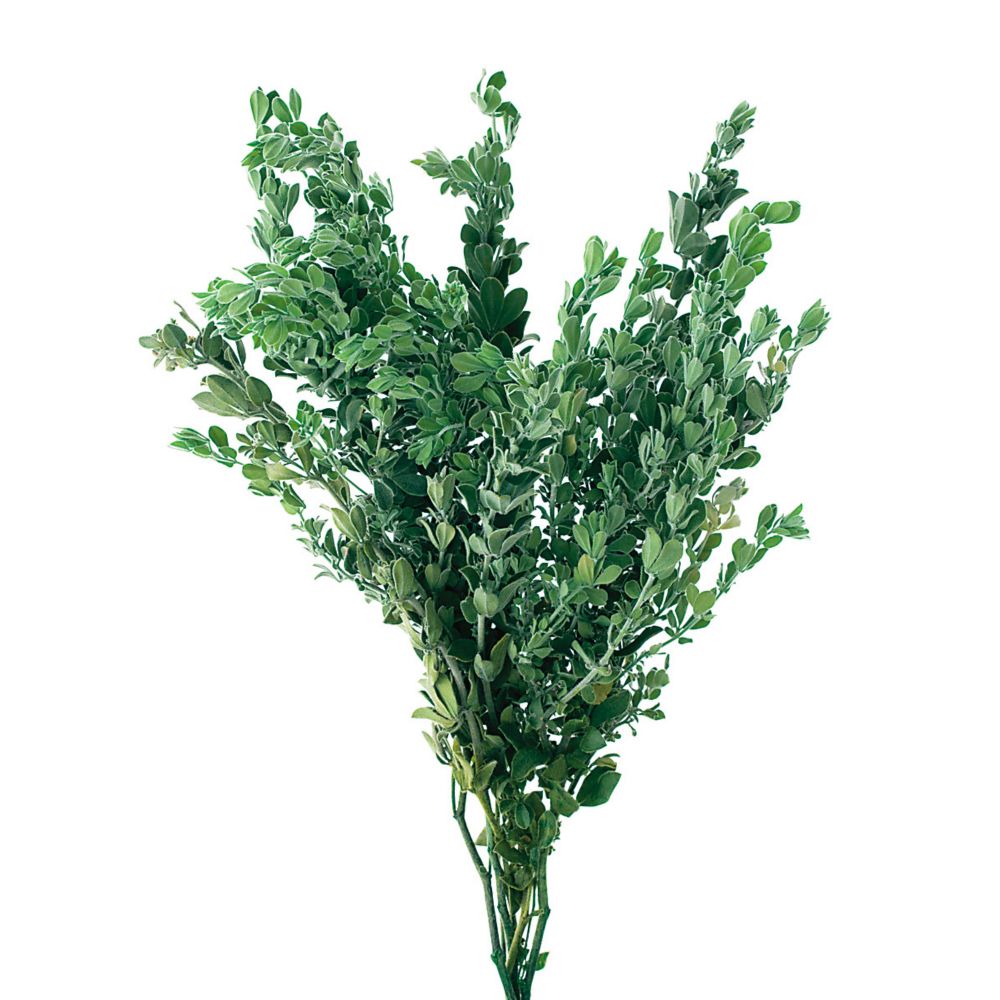 Lotus Brimstone - 25-35cm L. Green (abt 20g per Bunch)