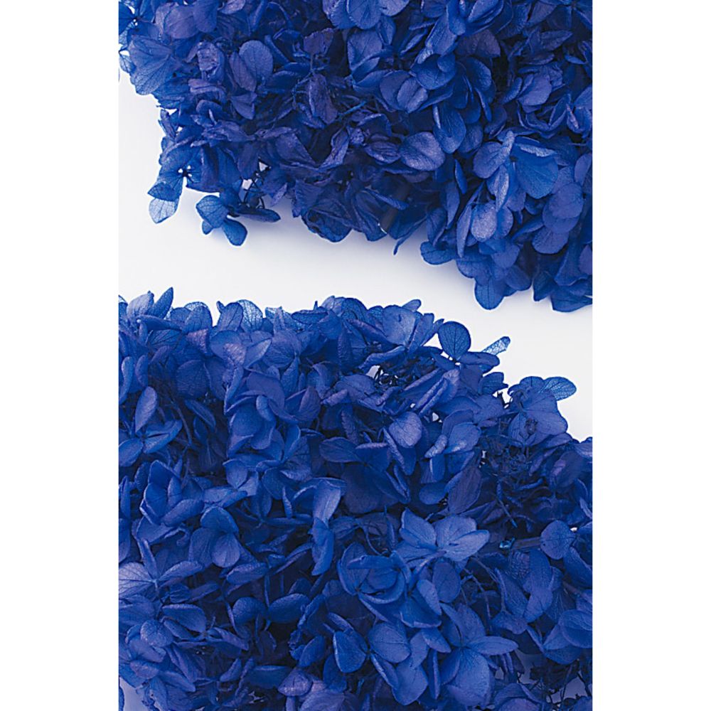 Peegee Hydrangea. Navy Blue - Approx. 2 Blooms per Box