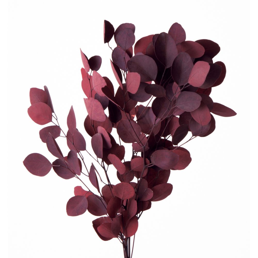 Eucalyptus Populus Preserved - 45cm L. Red. (abt 50g Bunch)