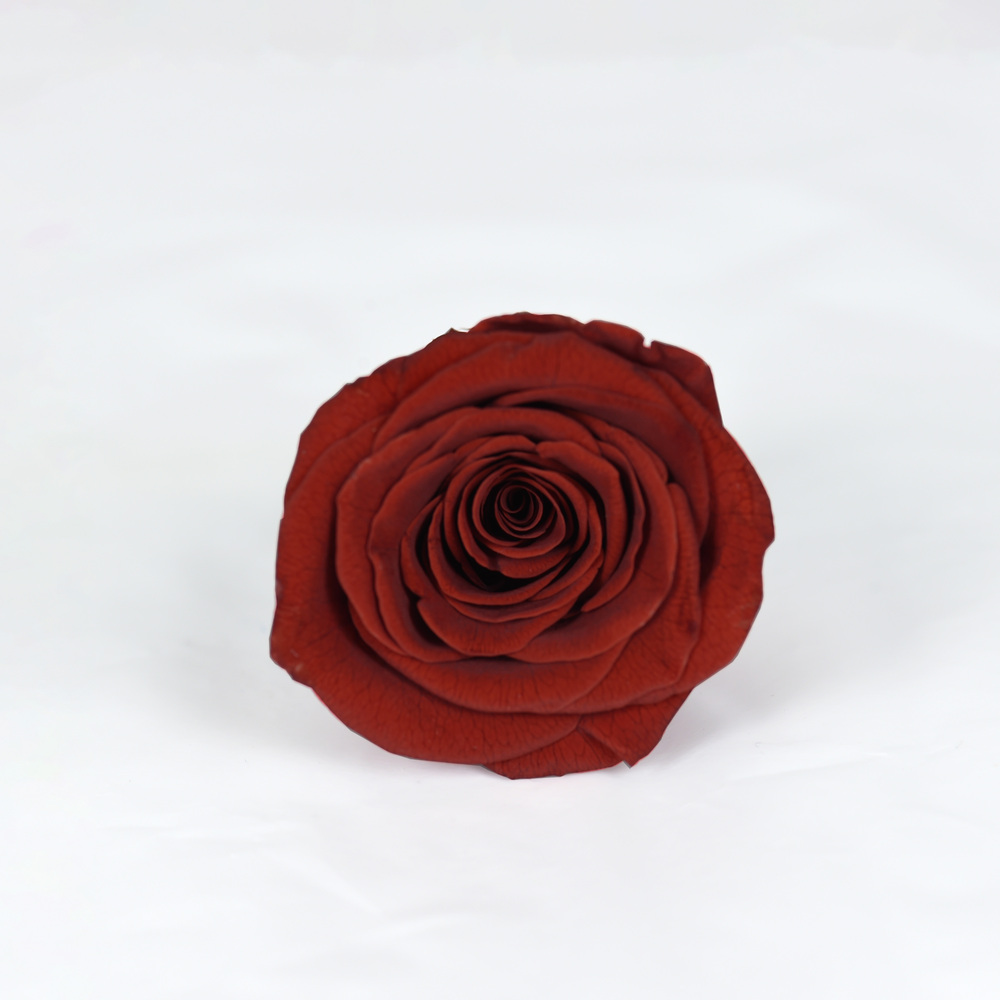 PHLEEYA' Preserved Roses - Vermilion Color. 4-5cmØ (8 Blooms per Box ...