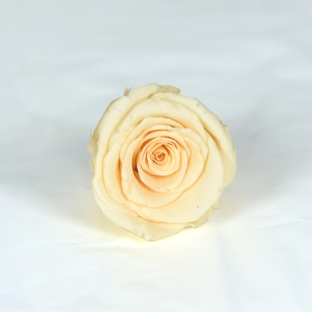 PHLEEYA' Preserved Roses - Yellow Champagne Color. 4-5cmØ (8 Blooms per ...