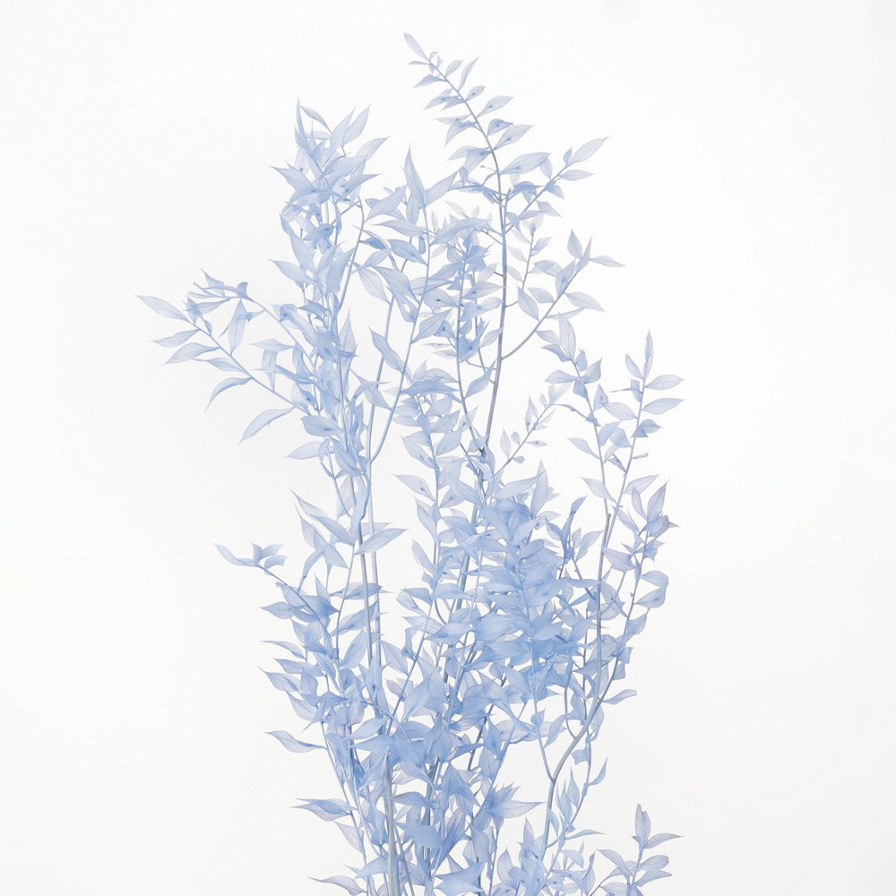 Ruscus Preserved - 50-70cm L. Baby Blue. (abt 25g per Bunch)