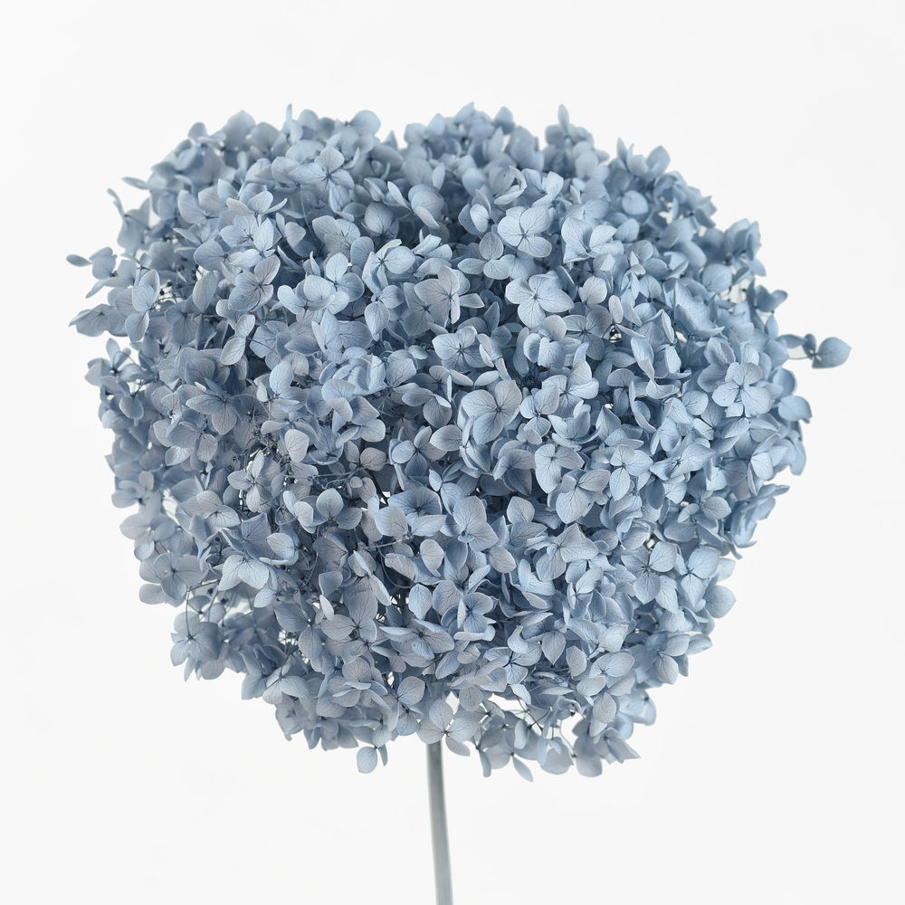(China) Preserved Hydrangeas w/stems - Ice Grey. 15-20cmØ. Length: 45 ...